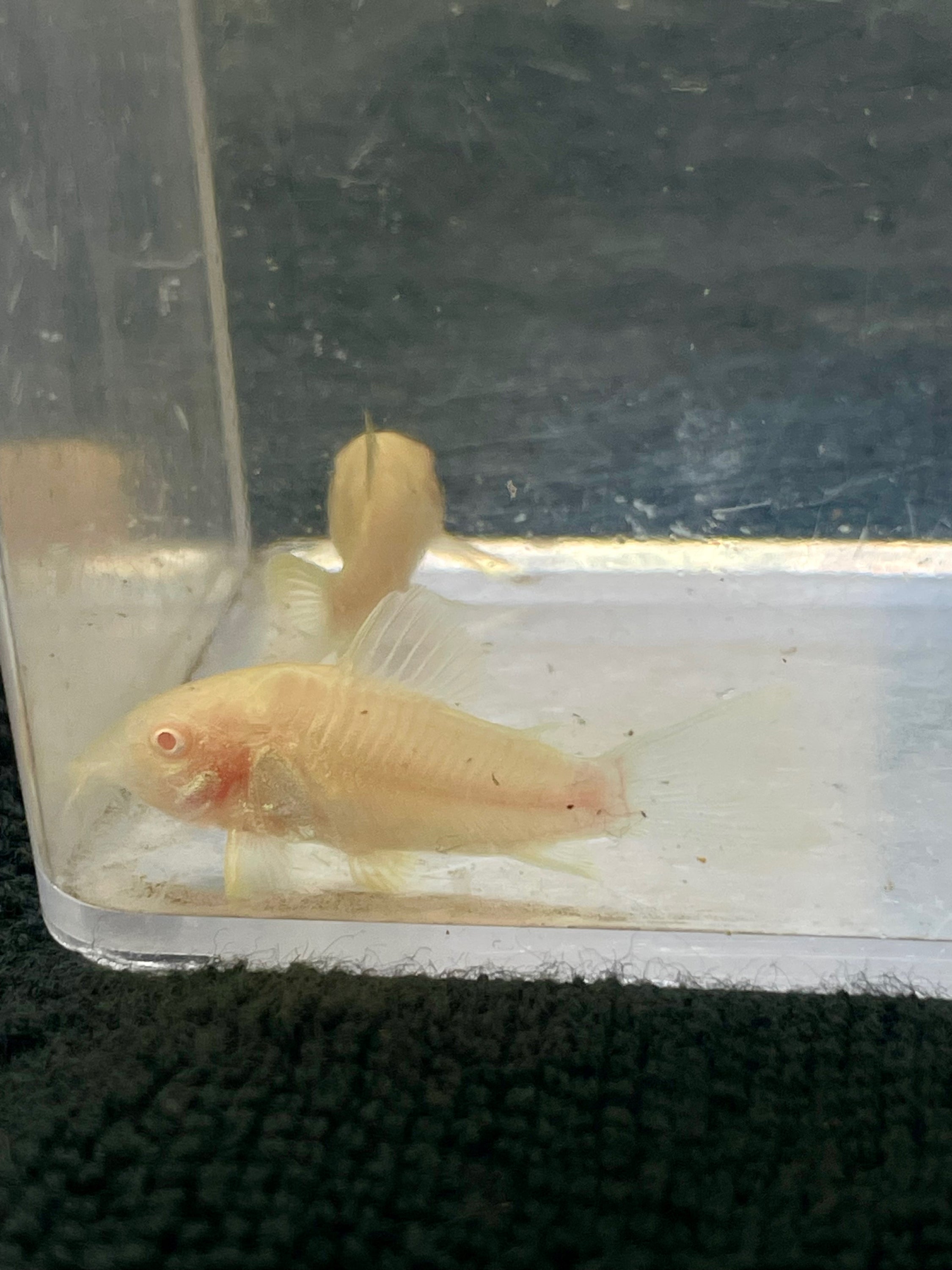 Albino Corydora — Corydora aeneus | OZ Exotics & Aquatics