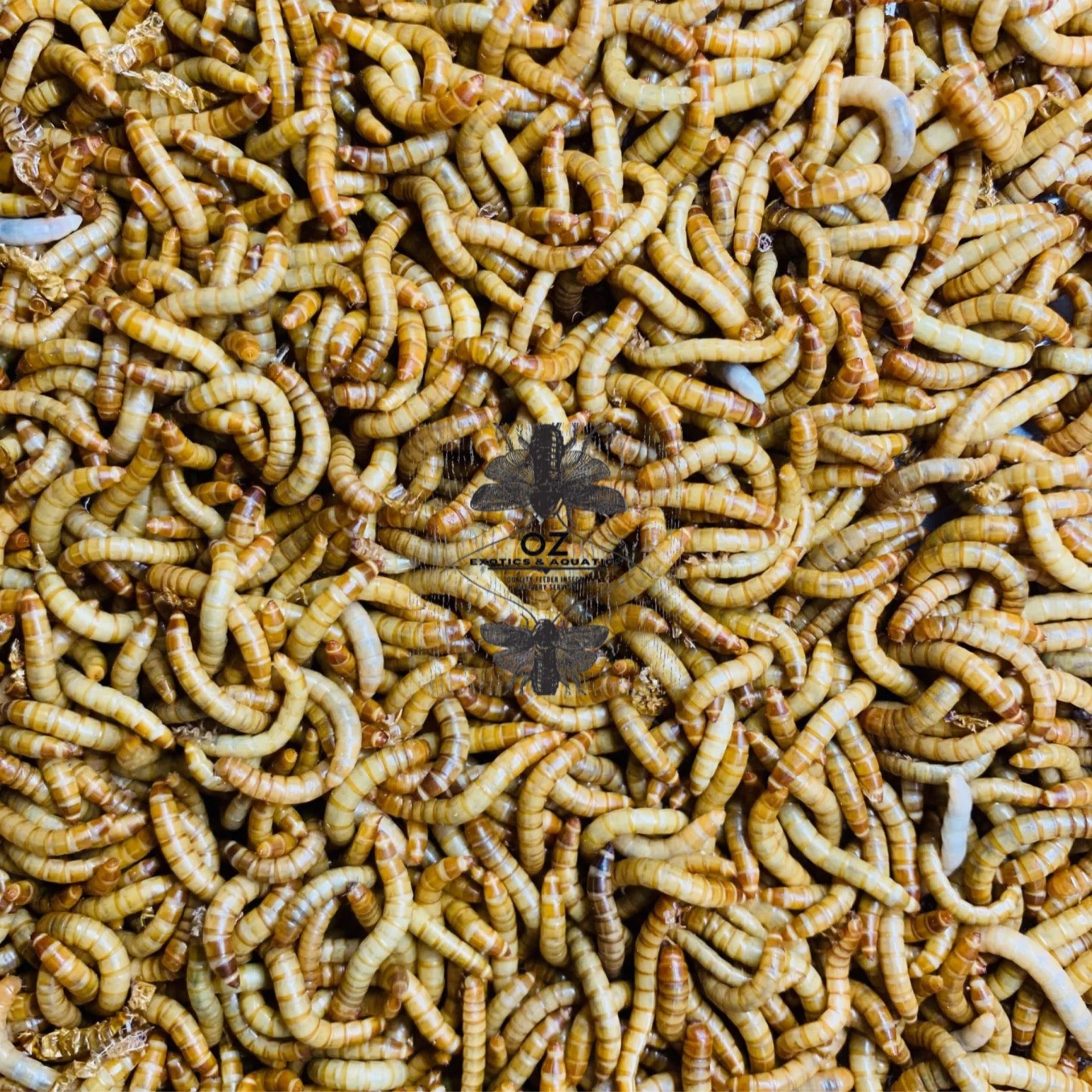 Small Mealworms | OZ Exotics & Aquatics