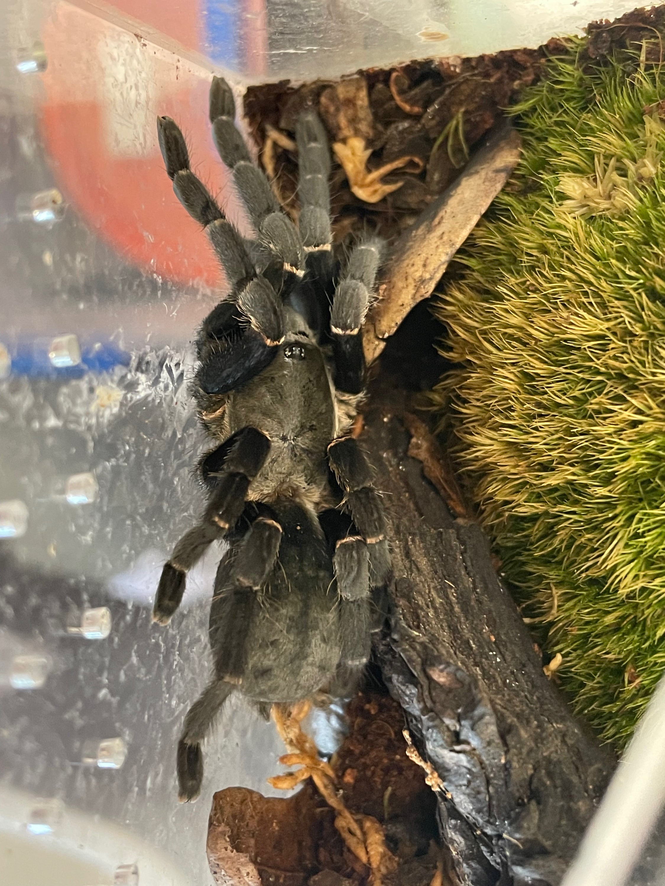 Malaysian Earth Tiger — Omothymus schioedtei; 2” *Tarantula Cribs ...