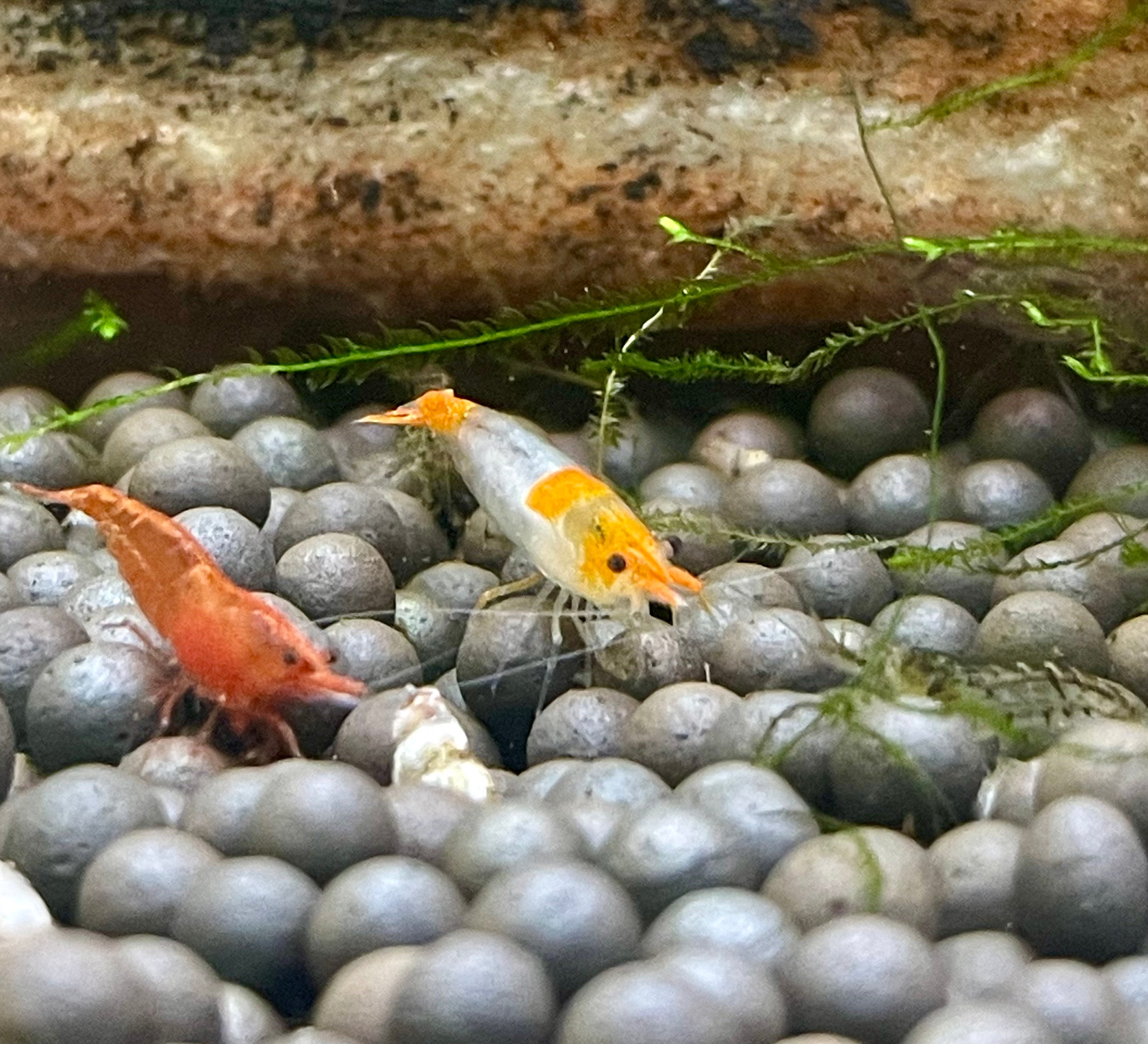 ‘Orange Rili’ Shrimp (Neocaridina davidi) | OZ Exotics & Aquatics