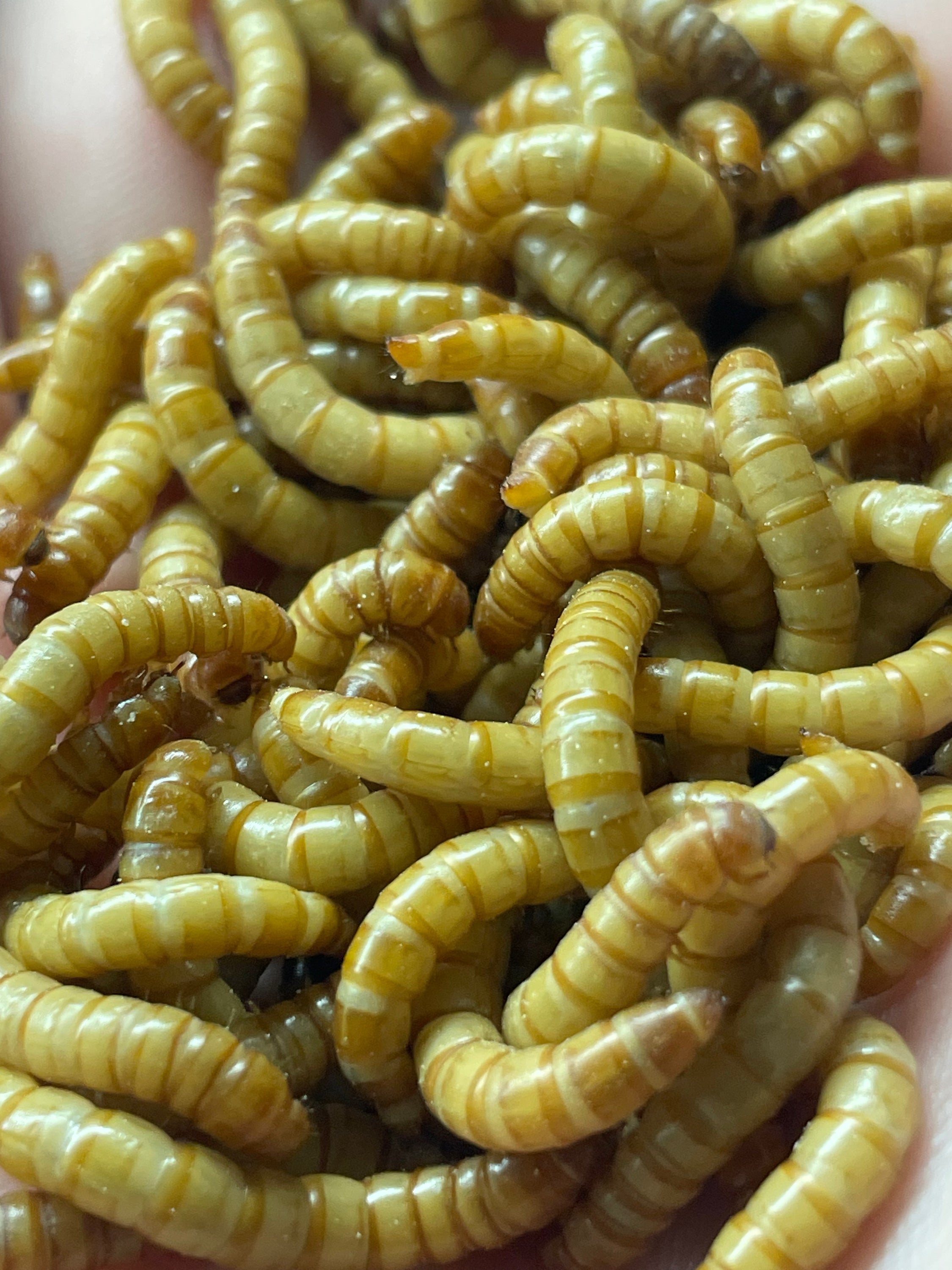 Large Mealworms | OZ Exotics & Aquatics