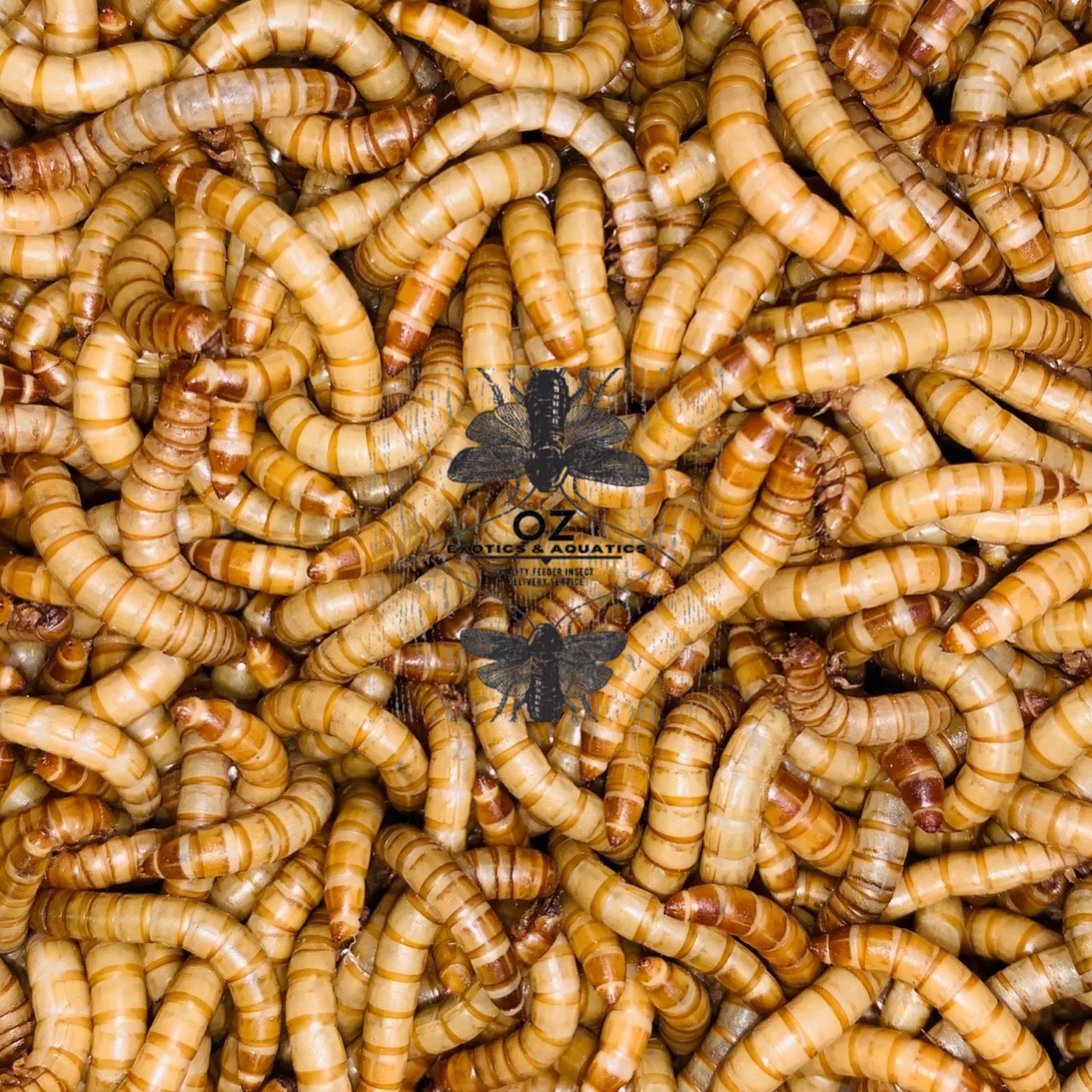 Giant Mealworms | OZ Exotics & Aquatics