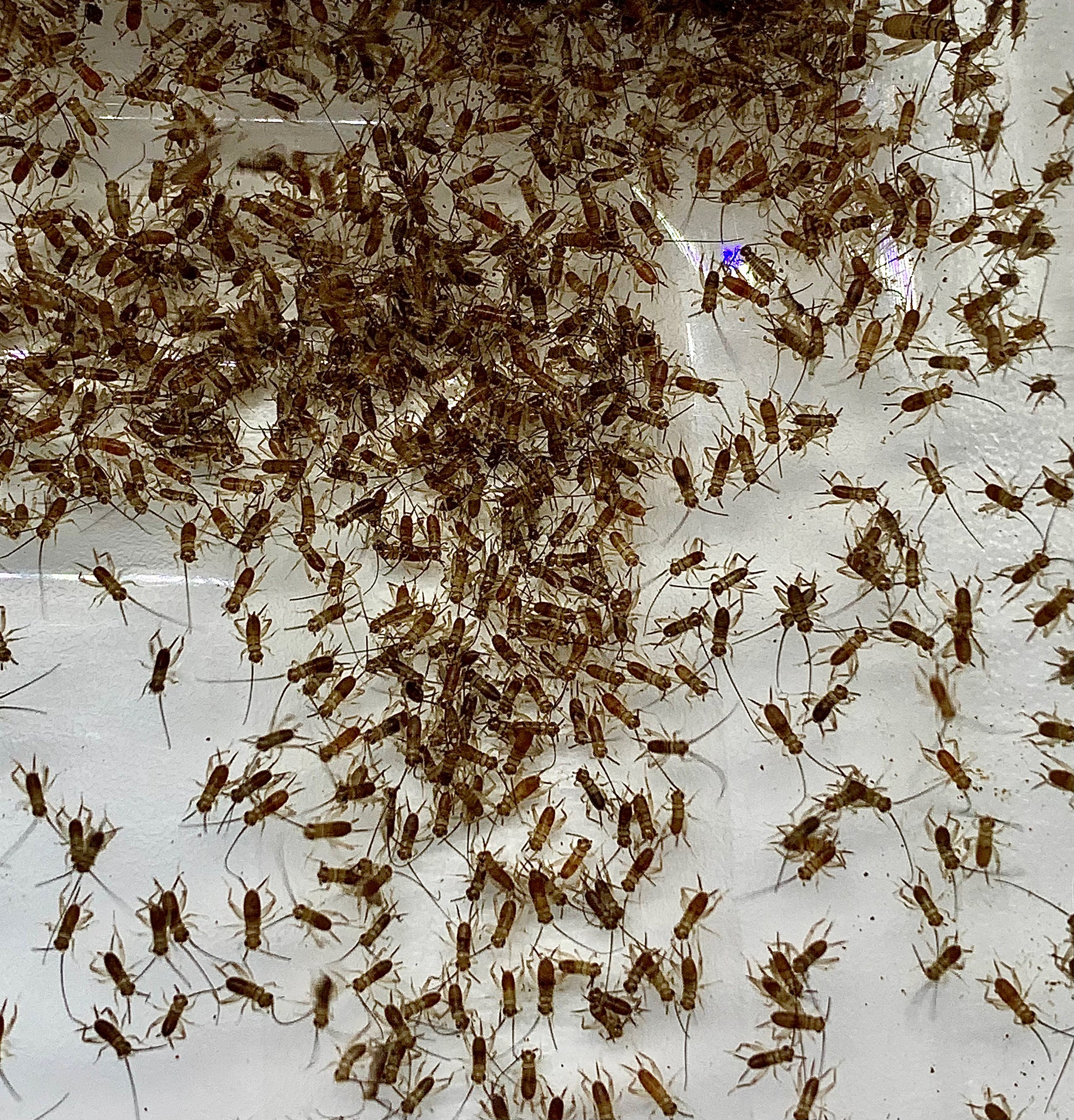 Banded Crickets | OZ Exotics & Aquatics