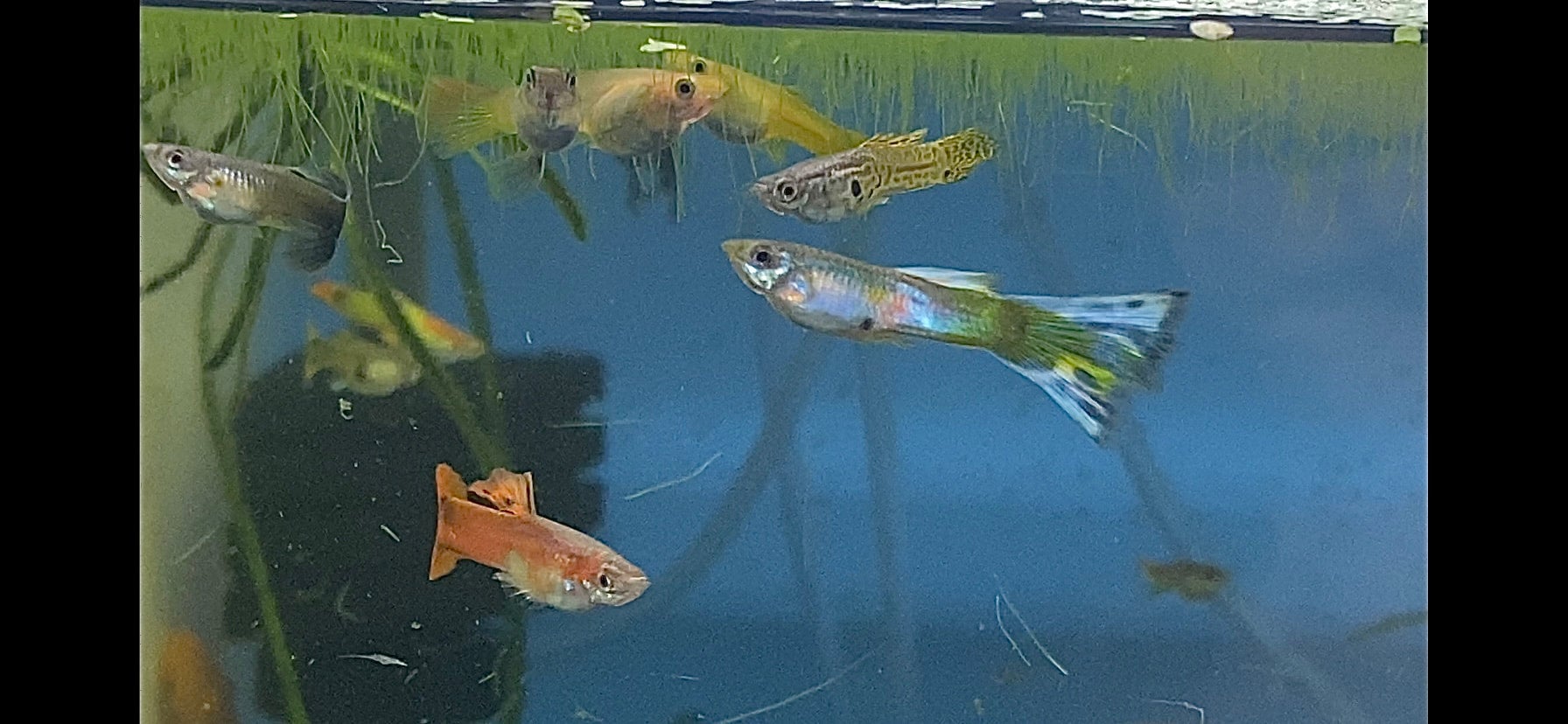 Assorted Fancy Guppies | OZ Exotics & Aquatics