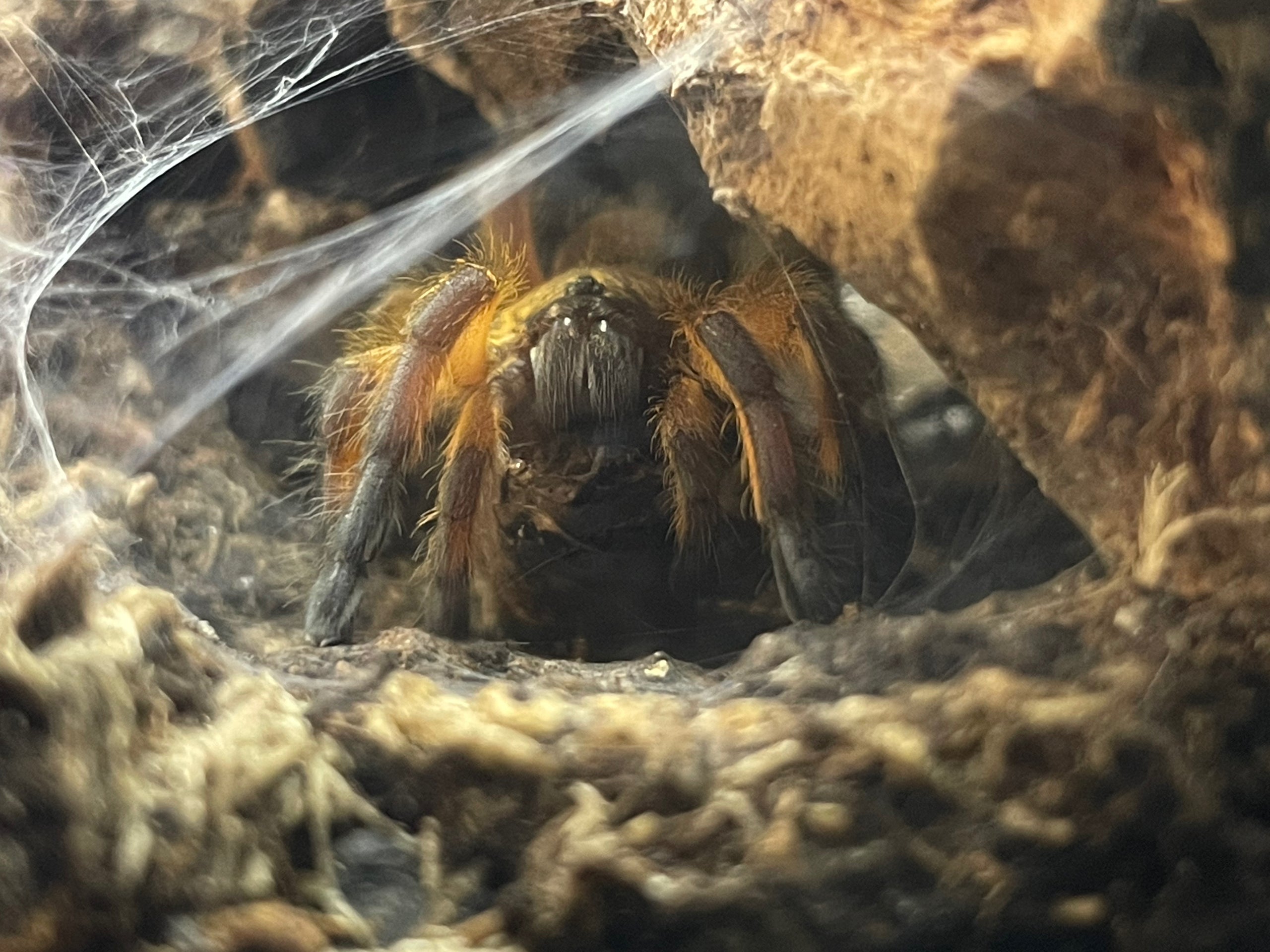 Golden Blue Leg Baboon Tarantula — Harpactira pulchripes; 2”+ | OZ ...