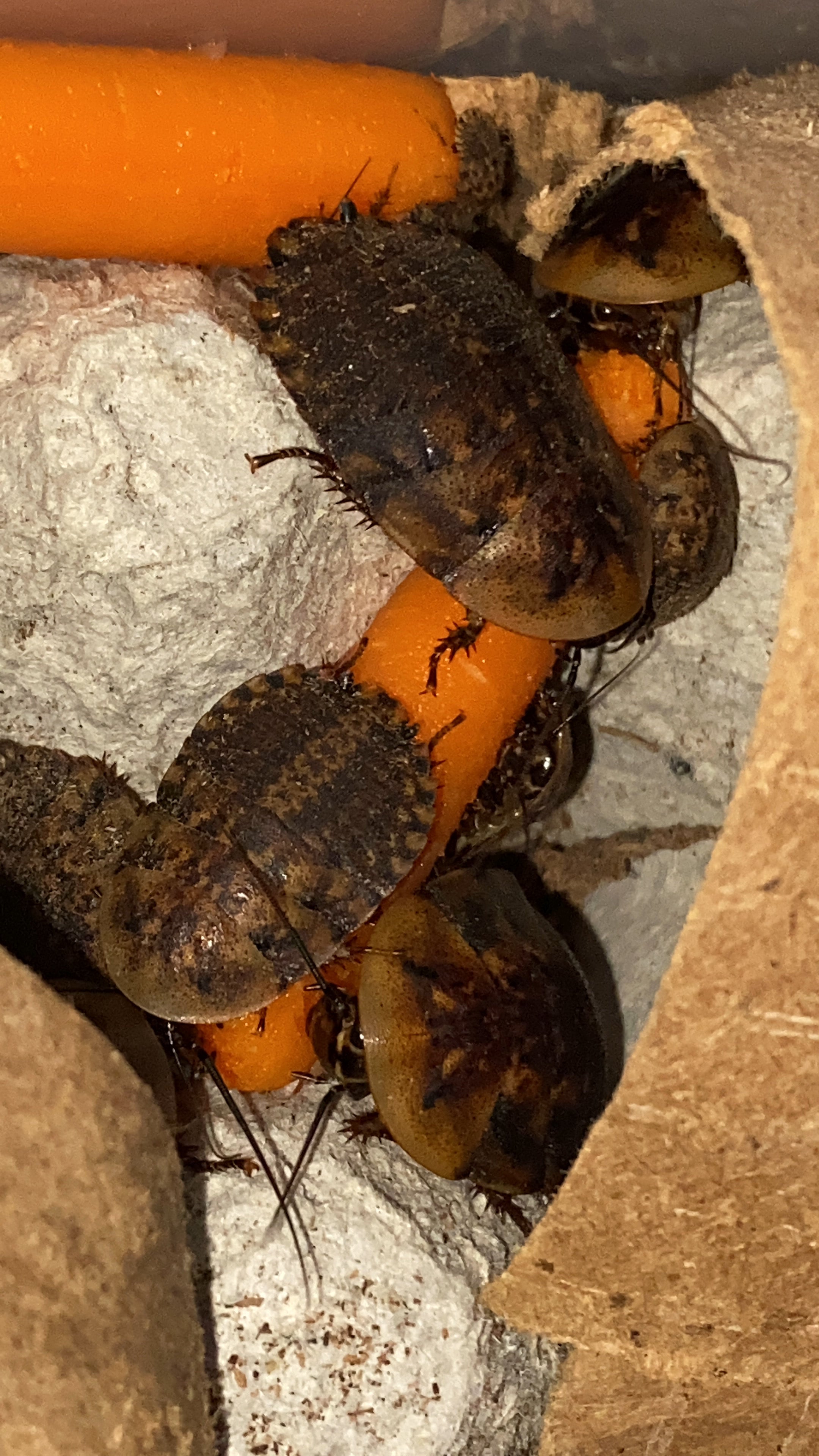 Blaberus sp. - 10ct Mixed Culture | OZ Exotics & Aquatics